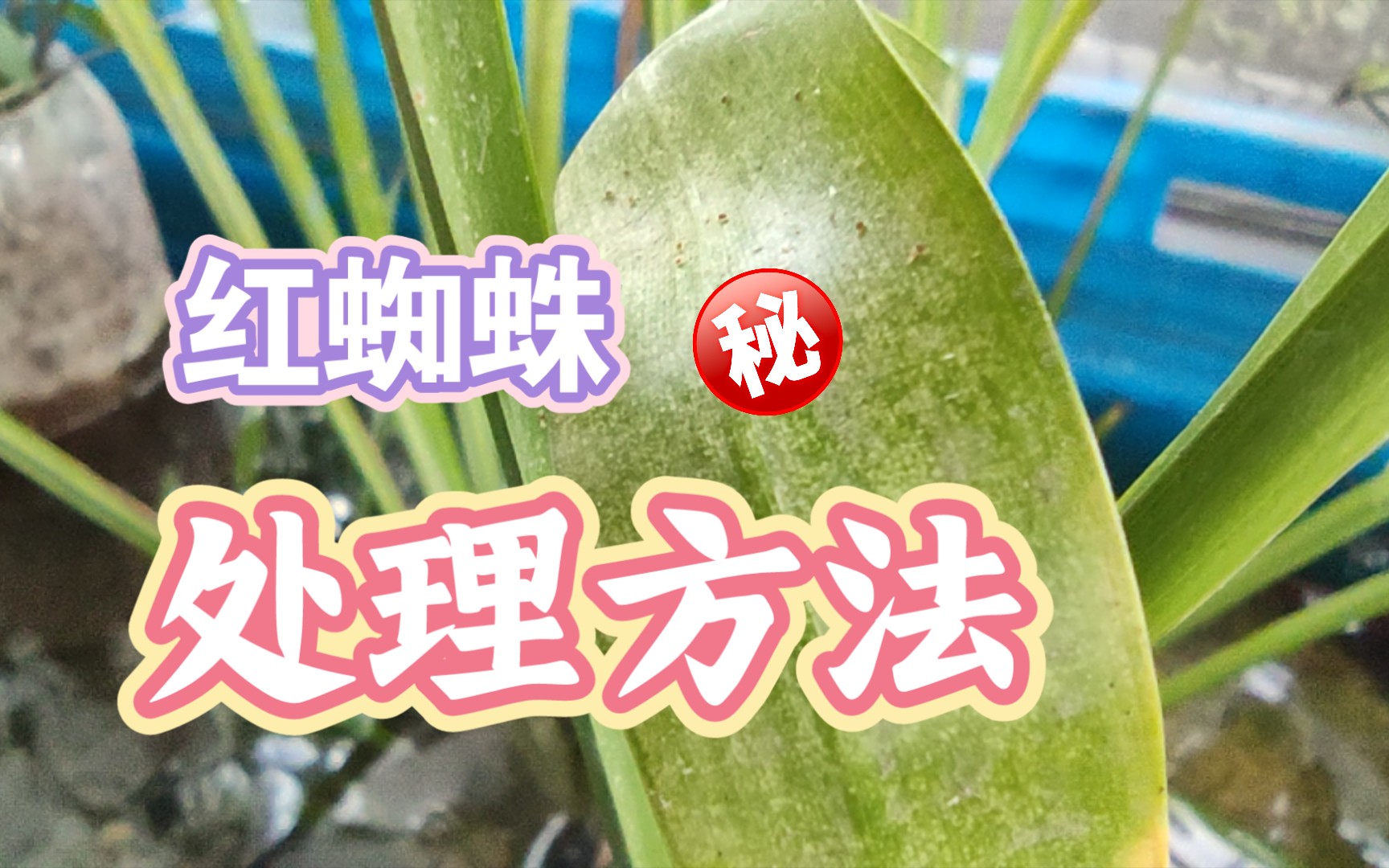 【红蜘蛛】古法生态养龟,乌龟缸里的植物生了红蜘蛛怎么办?简单粗暴,...