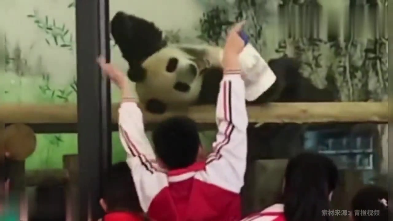 大熊猫模仿小学生动作,身姿曼妙活灵活现