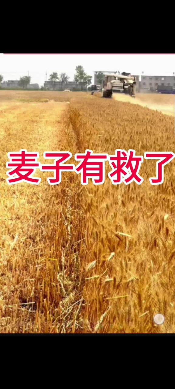 河南紧急下拨2个亿专项小麦烘干,确保颗粒归仓#记录真实生活 #小麦 #...