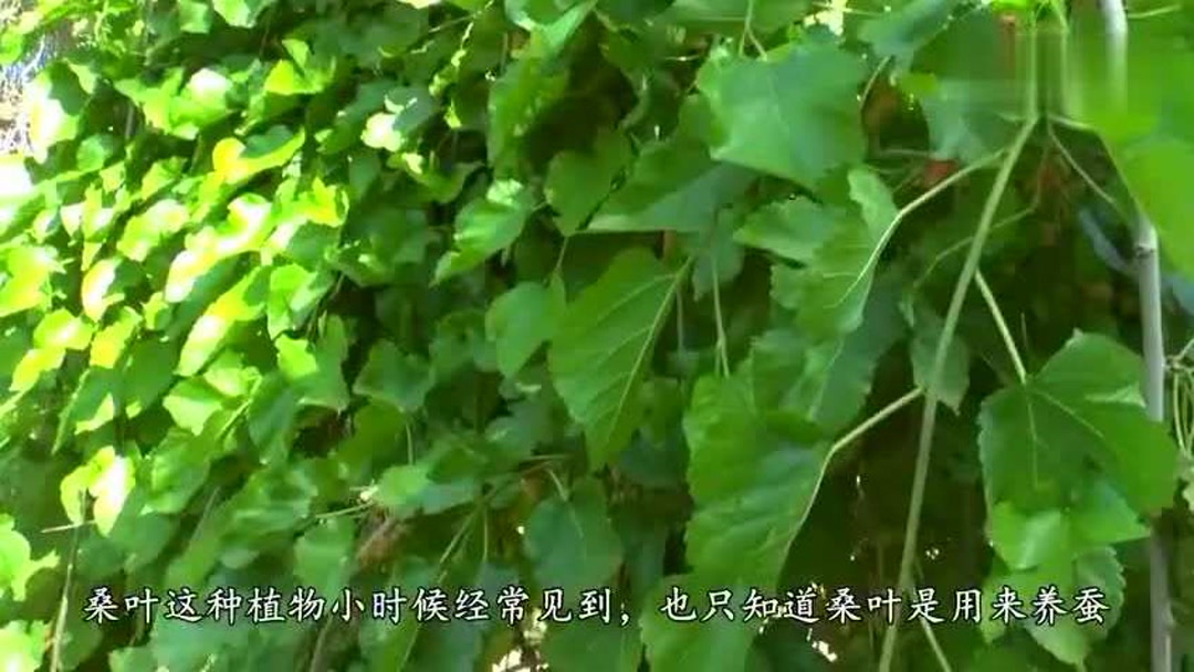 桑叶除了可以喂蚕还有更大的妙用,知道的人太少,看完长知识了!