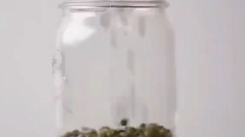 绿豆经过特殊处理会发芽,和孩子们一起分享植物生长的奥妙