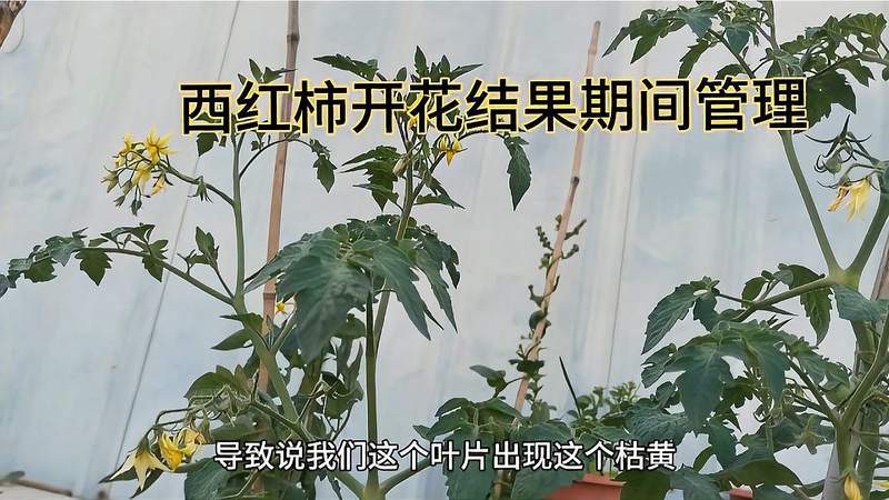楼顶种植西红柿,在开花结果期间叶片枯黄落果原因分析及处理方法