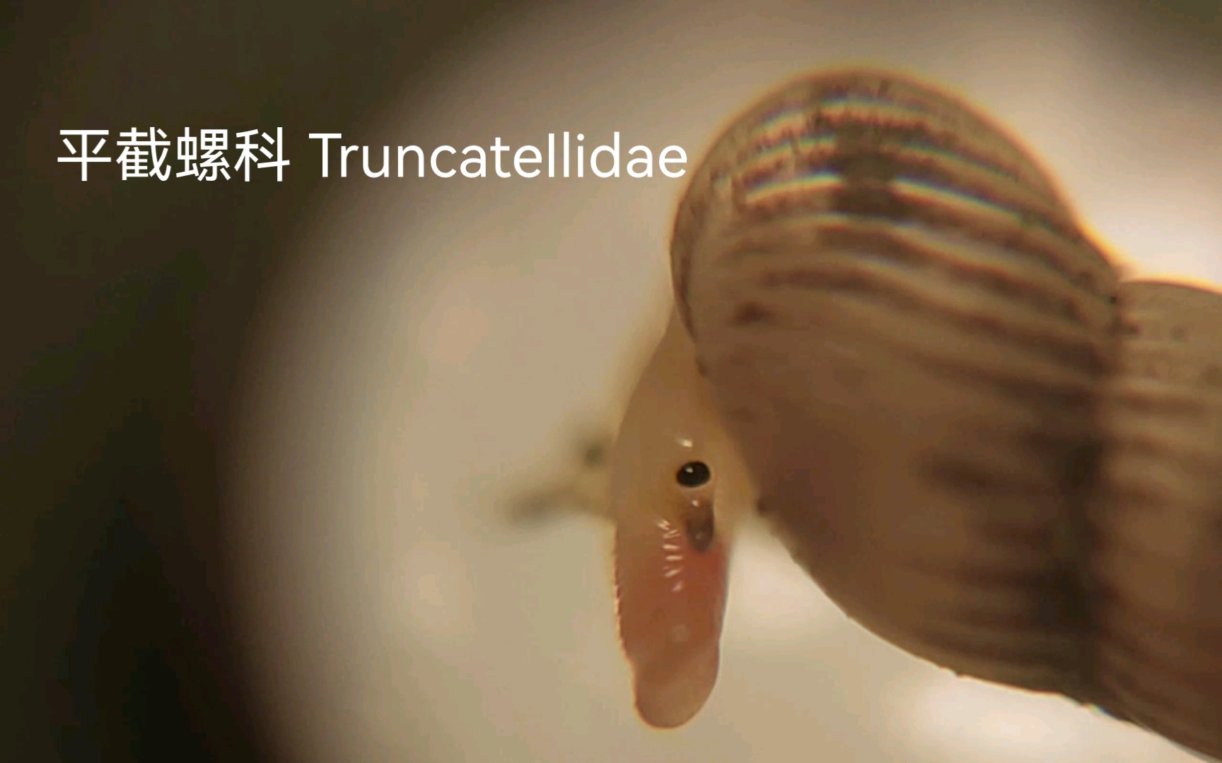 用“小鼻子”爬行的平截螺科(TruncateⅠlidae)