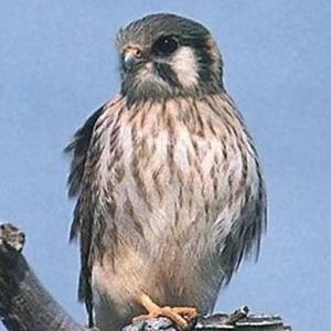 苍枭上人﹙阿荣﹚ 