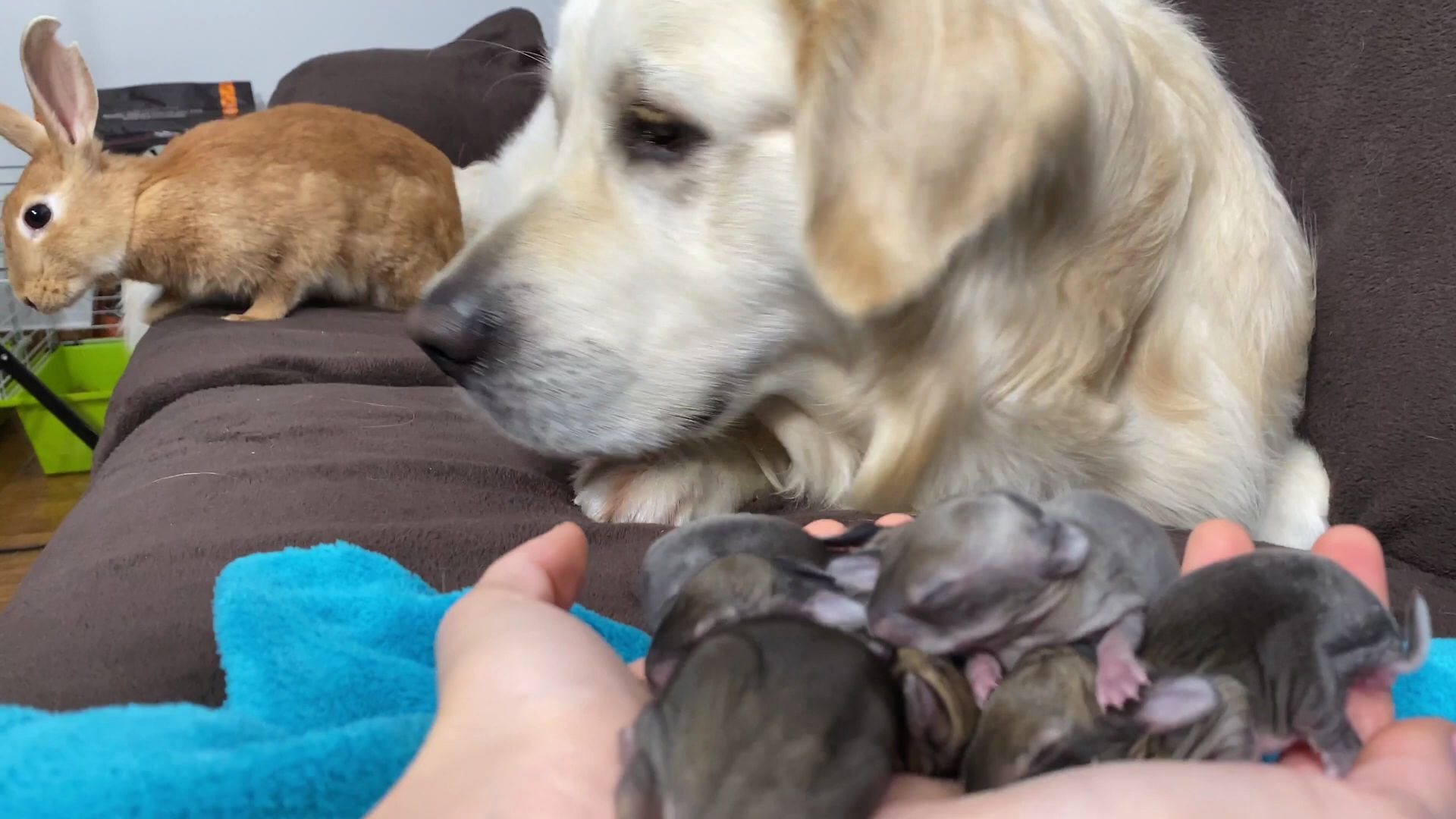 金毛猎犬和4天大的小兔子 - TiB