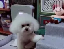 怀孕了要生宝宝比熊,主人问到摆造型就这样,不会成精了吧?