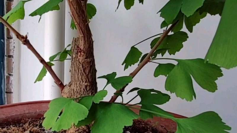 22天见证生命的力量,记录银杏树叶生长过程