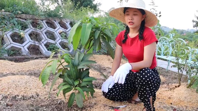 二妹种植在花园里面的芒果树今年结了一个芒果,太惊喜了