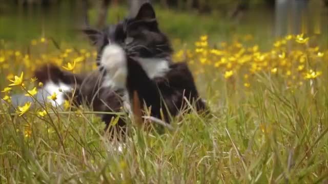 为什么猫会在看到你的时候把肚皮翻过来