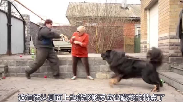 全球最大藏獒王,有东方神犬,狮子在它们面前秒变“小猫”