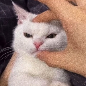 我服了呀w 