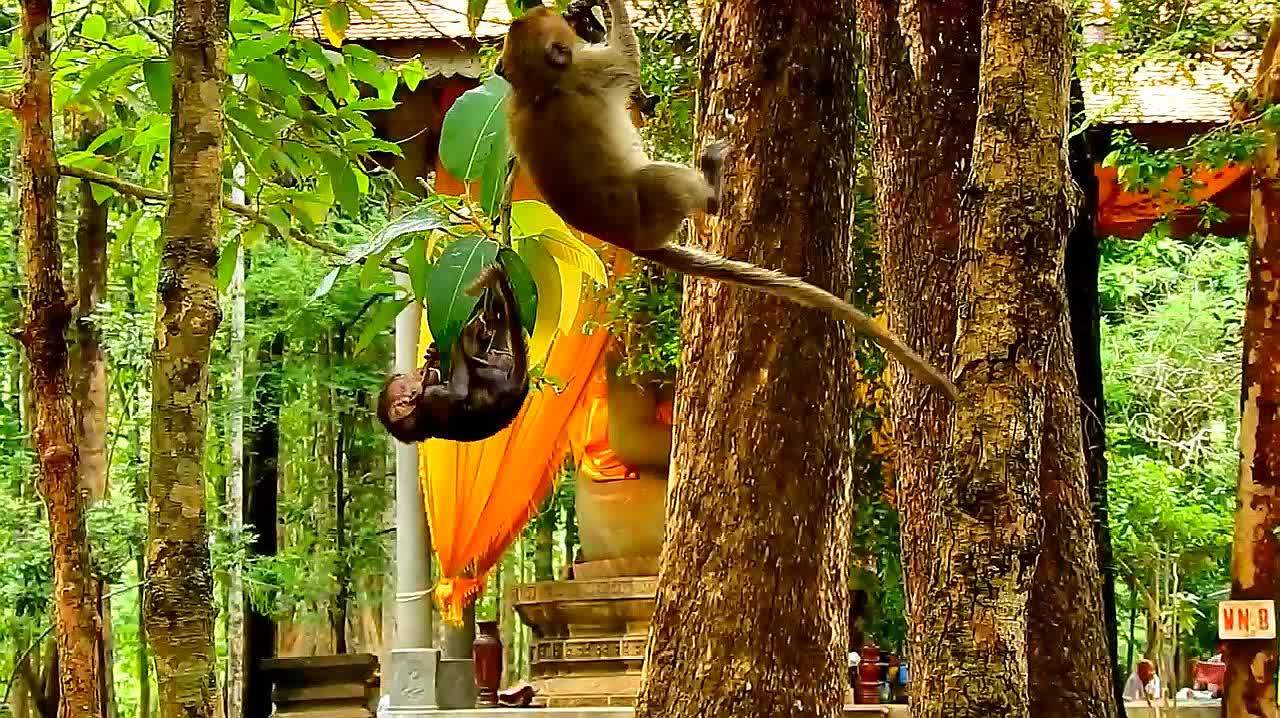 爸爸故意摇晃树,小猴子紧紧抓住树枝,爸爸最后良心发现