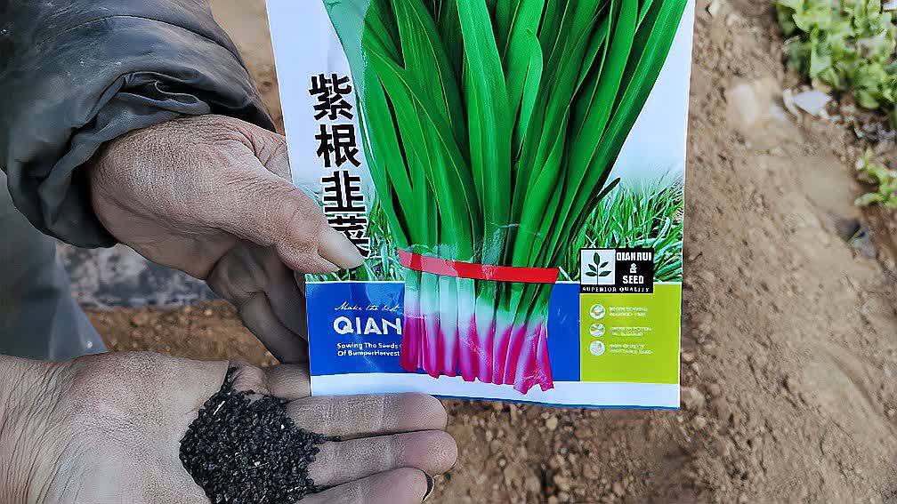 使用种子快速种韭菜,这样做发芽率高长势旺没病害,农村土办法