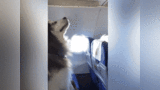 客机上惊现大型犬 南航:这是证件齐全的精神抚慰犬