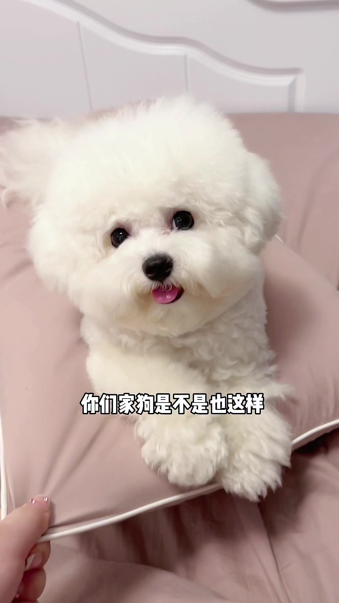 这辈子没想到还能跟狗抢枕头!#修狗 #消毒水 #次氯酸消毒片#宠物消毒