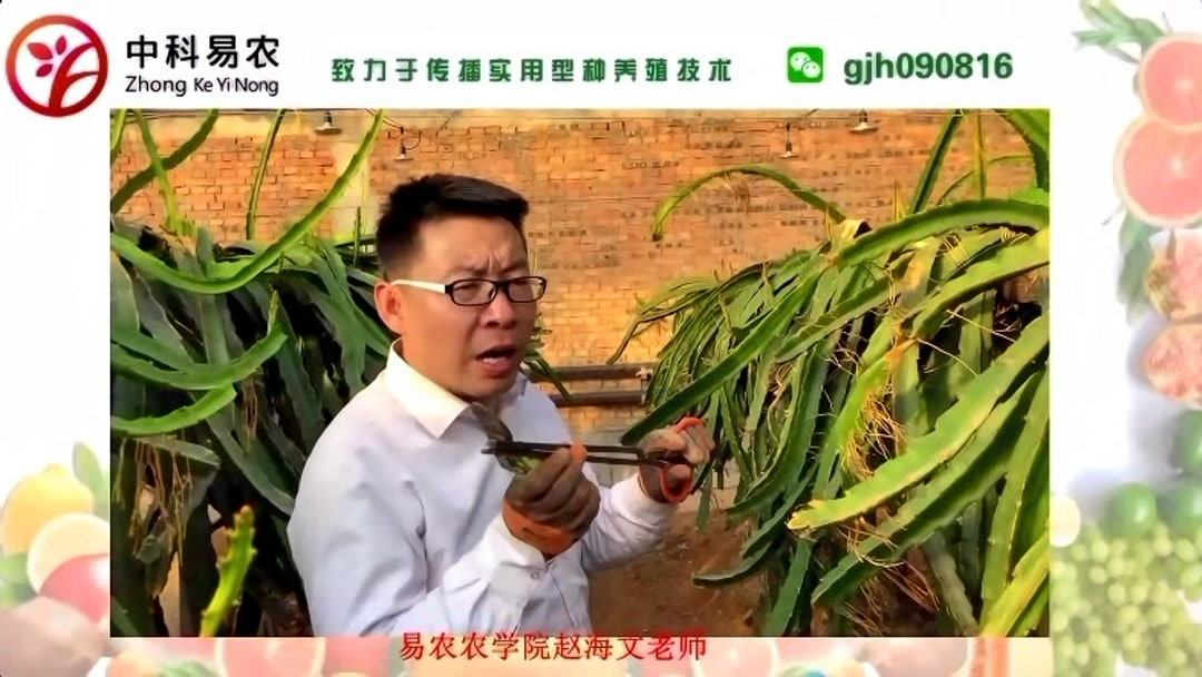 北方大棚怎样种植火龙果