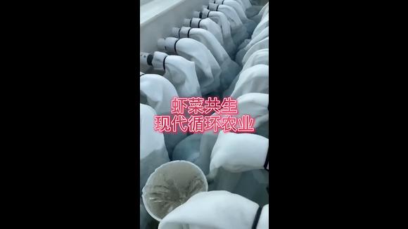 现代循环生态农业 虾菜共生 高产型系统农场