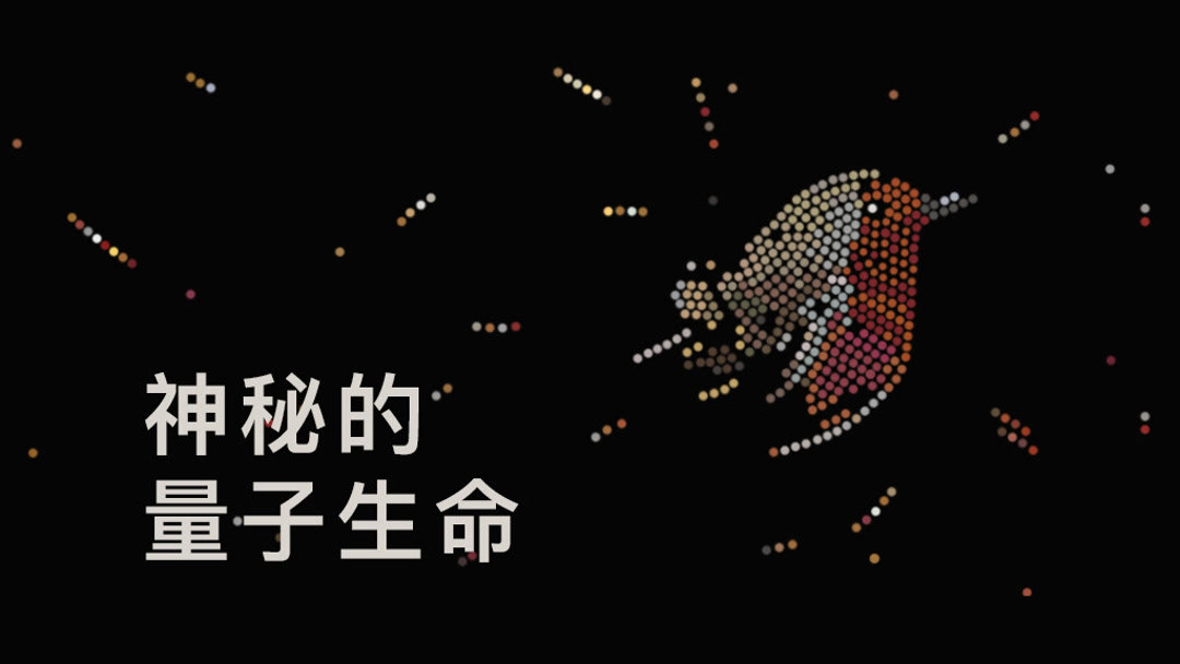 《神秘的量子生命》:动物世界的GPS:磁感应