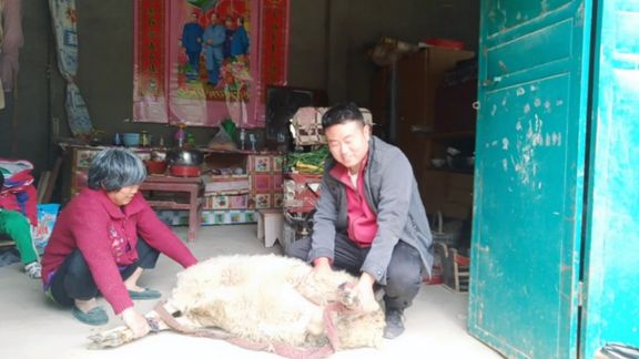 天气炎热,丈母娘让权哥把绵羊的毛大衣去掉,看权哥如何完成任务