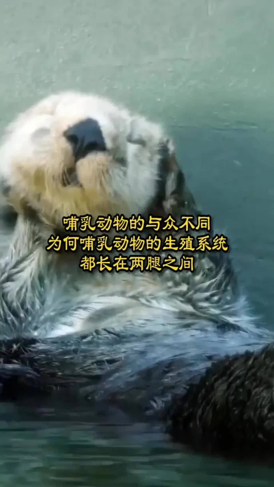 哺乳动物的与众不同,为何哺乳动物的生殖系统,都长在两腿之间?