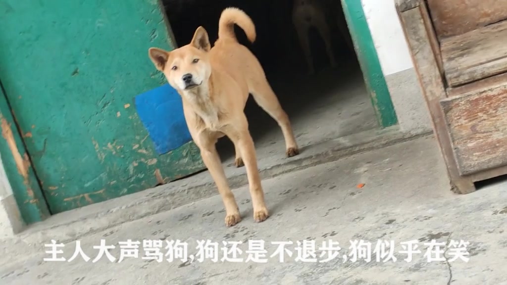 遭遇一条咬人不发出声音的狗,认识这种狗离它远一点