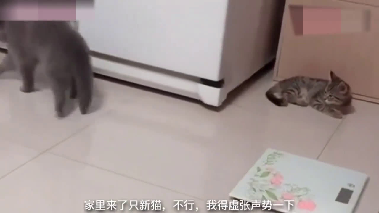 天才少年玩魔方太厉害了,连计时器,都忍不住发出了赞叹