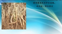2个小妙招教你告别鼻炎 过敏性鼻炎哮喘综合症