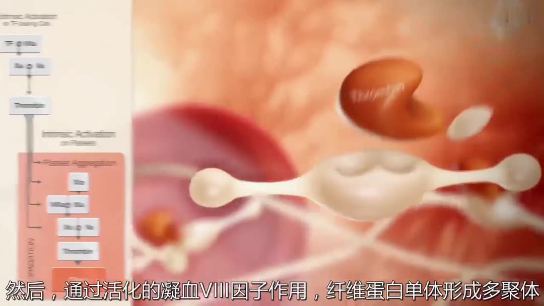 3D动画演示凝血与血友病原理, 祝愿每一位患者早日战胜病魔