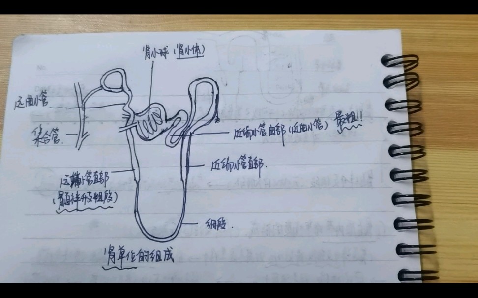【医学生日常】肾小管的重吸收—水(1)