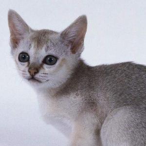 singapura新加坡猫 