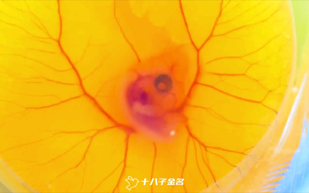 21天无蛋壳孵小鸡实验:在杯子里看小鸡的成型全过程,第4天-杯中鸡胚(...