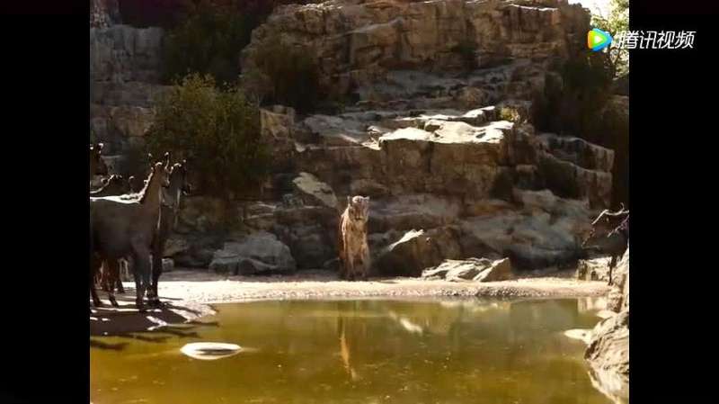 老虎在森林里是这样给动物们开会的!