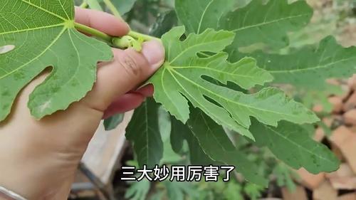 无花果叶的妙用你知道吗