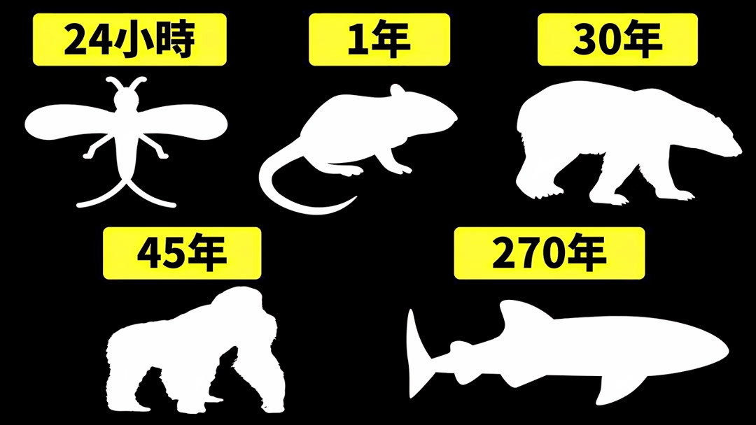 动物的平均寿命排名!小强只能活2个月?贝类却能活400年?