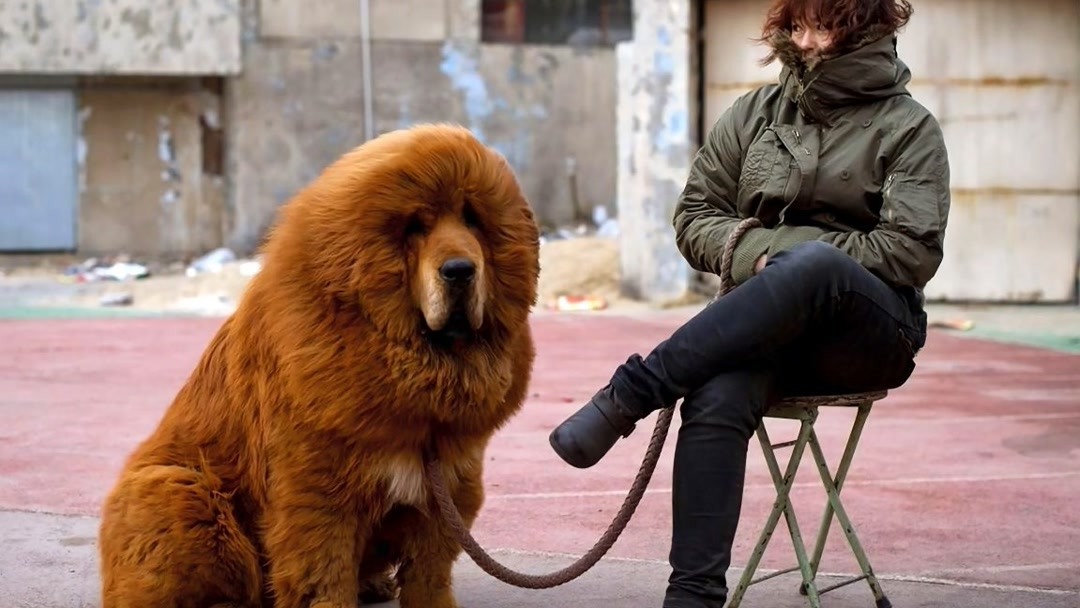 当初价值百万的藏獒,为什么现在没人敢养?看完解开多年疑惑