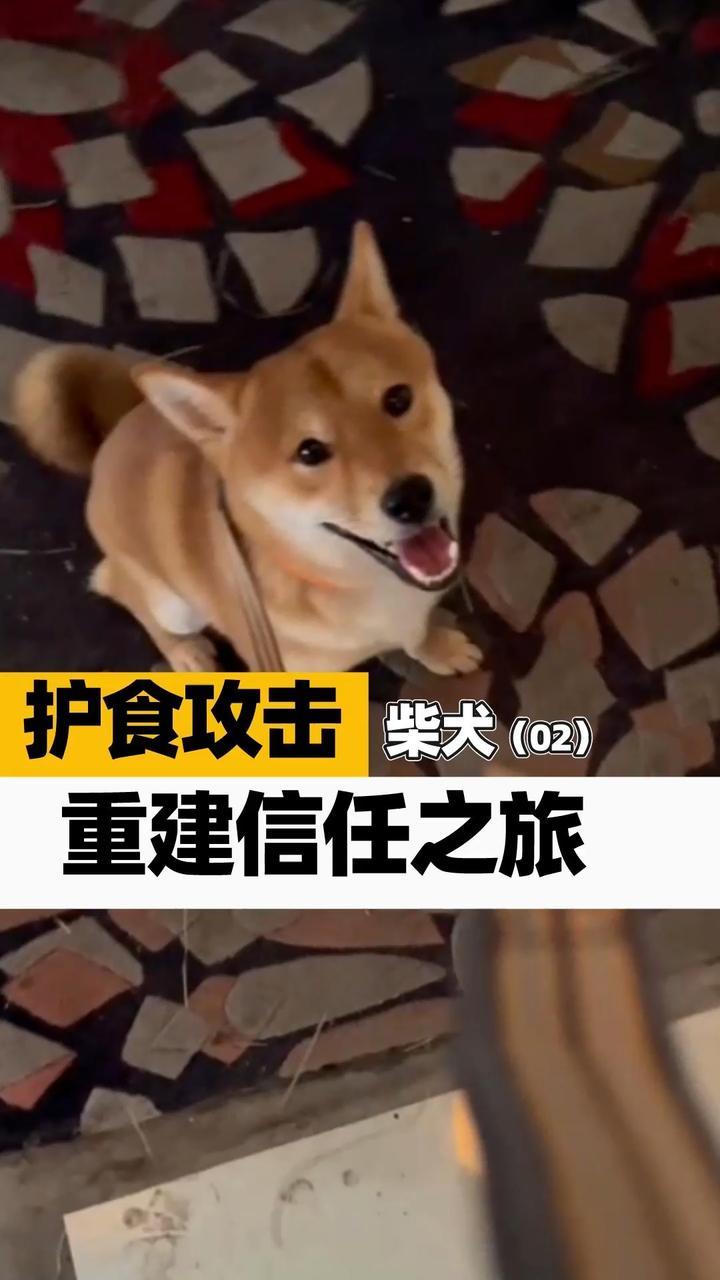 当狗狗有护食攻击的表达,处理不当时,人狗之间互相提防,问题就会越来...