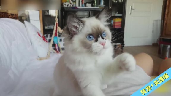 爱撒娇的小猫咪,不管身边是谁,照样撒娇