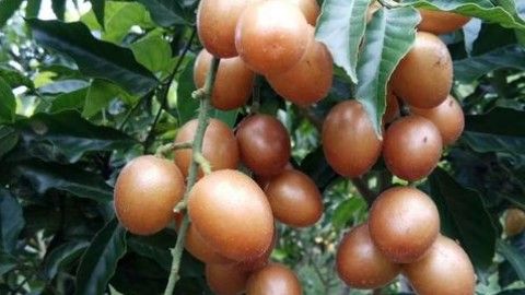 广西特色品种香蜜黑黄皮果苗,嫁接苗种植2年结果的新品种