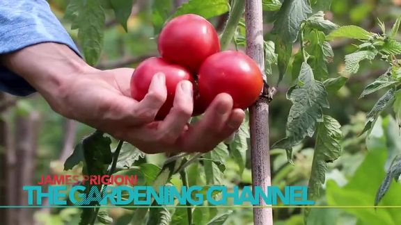 森林里的种植园,真正的世外桃源,享受采摘的乐趣!