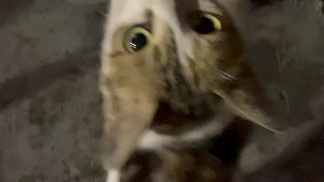 关于猫咪不讲公德,我好心教育却反被骂的事