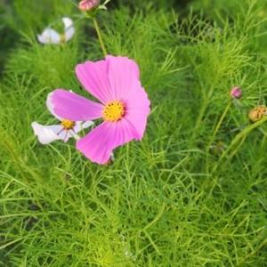 北漂转津漂花吹雪Lily 