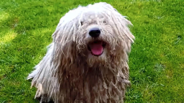 大多数人没见过的四种狗,能当宠物?