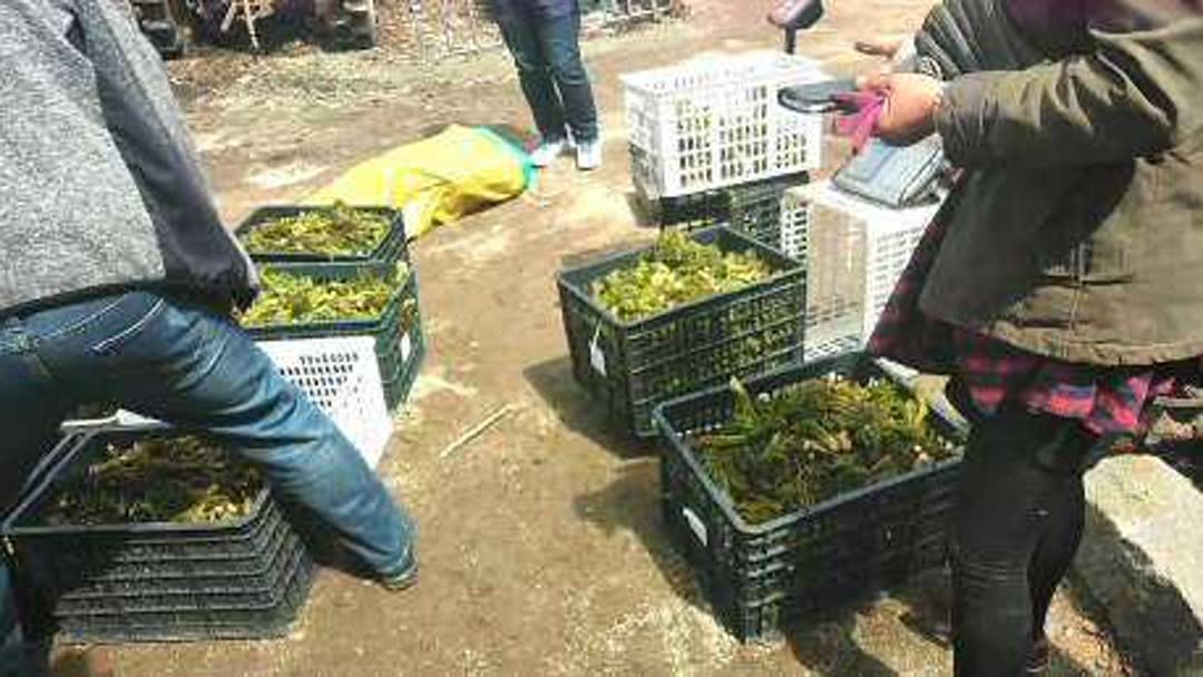 4000斤刺老芽足足干了三车 哥俩一天挣了好几千块钱 挣钱不容易