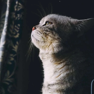 不会叫的巧克力 