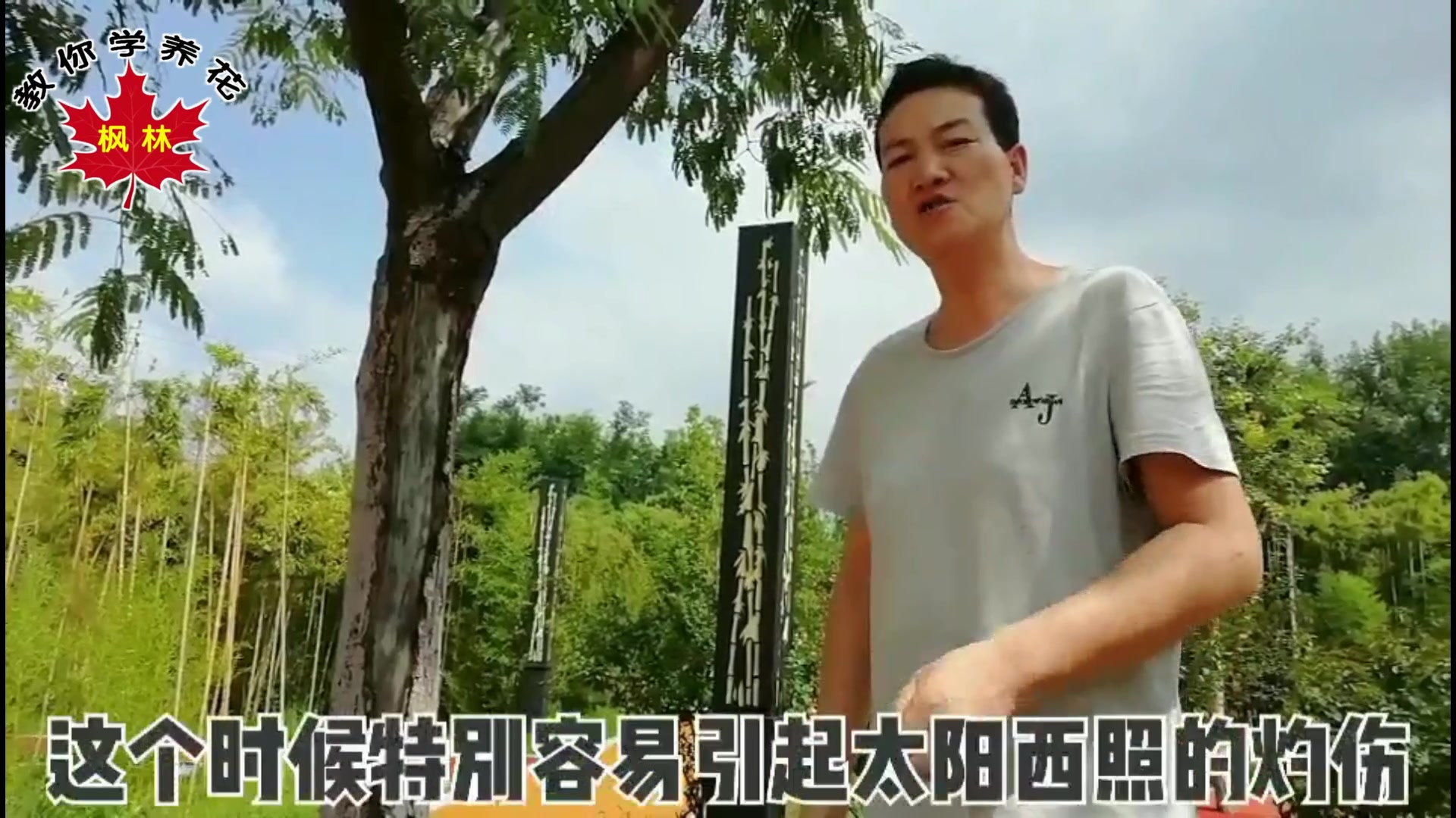 如何才能有效避免,合欢树,夏季树皮灼伤