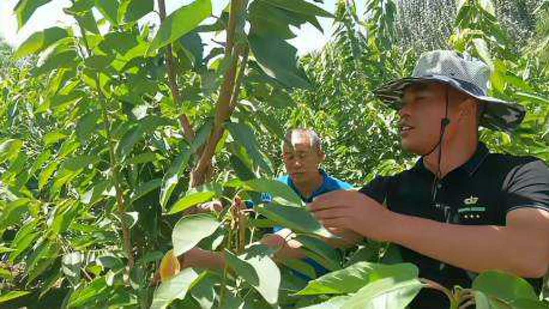 学会了樱桃树的管理,您的果园年年也能挂满大樱桃