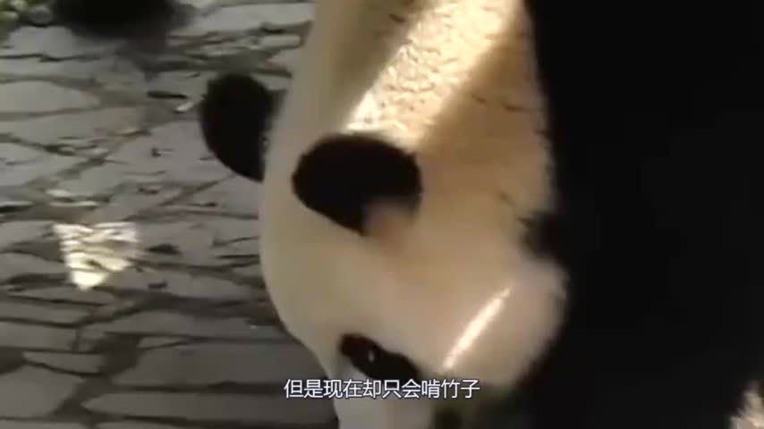大熊猫打得过老虎吗?揭开熊猫