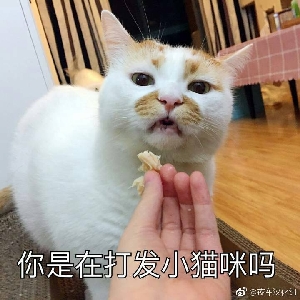 狗子闲卿 