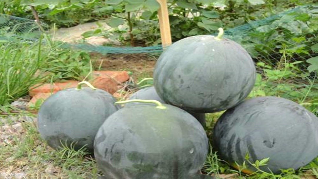 迪拜富豪吃黑西瓜,日本富豪吃白草莓,那中国富豪吃什么水果呢?