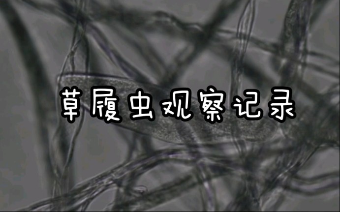 【草履虫】实验室观察记录